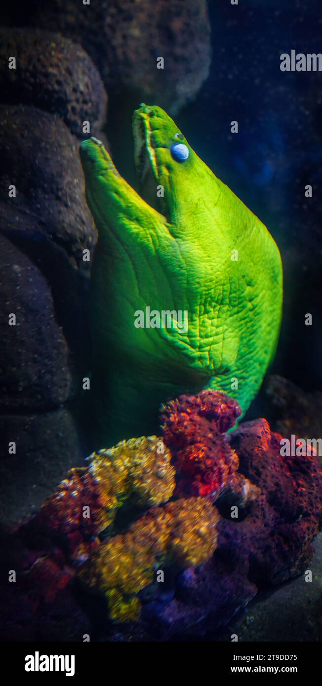 Green Moray (Gymnothorax funebris) - Large Moray Eel Stock Photo - Alamy