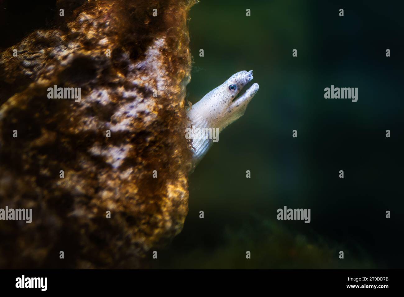 Ghost eel hi-res stock photography and images - Alamy
