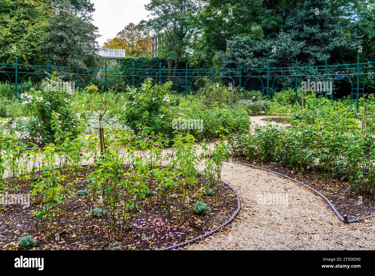 The Iveagh Gardens designed in mid-19th century by Ninian Niven, Dublin ...