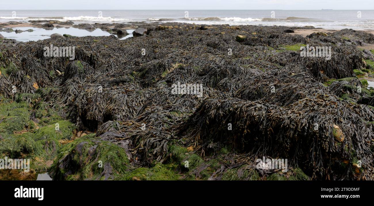 BLACKHALL ROCKS BEACH, COUNTY DURHAM - SEAWEED Stock Photo - Alamy