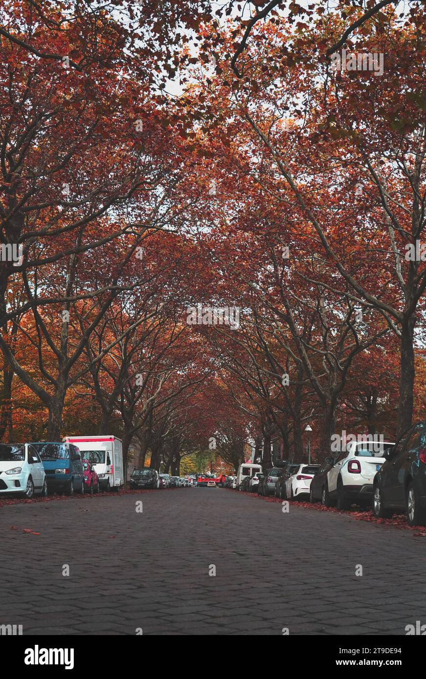 Autumn hues, beautifully colored maple trees shadowing a street in ...