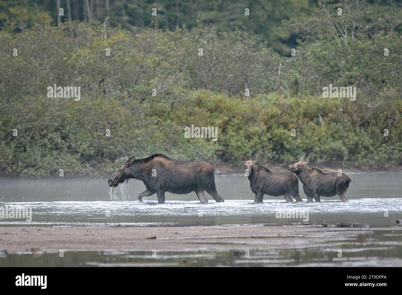 Conserverration hi-res stock photography and images - Alamy