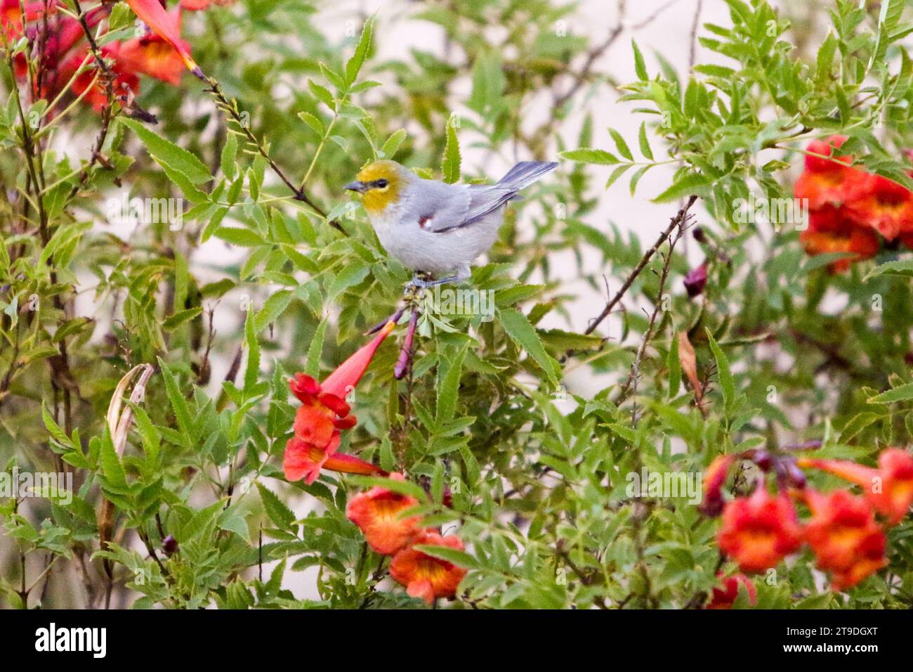 Bell shaped wings hi-res stock photography and images - Alamy