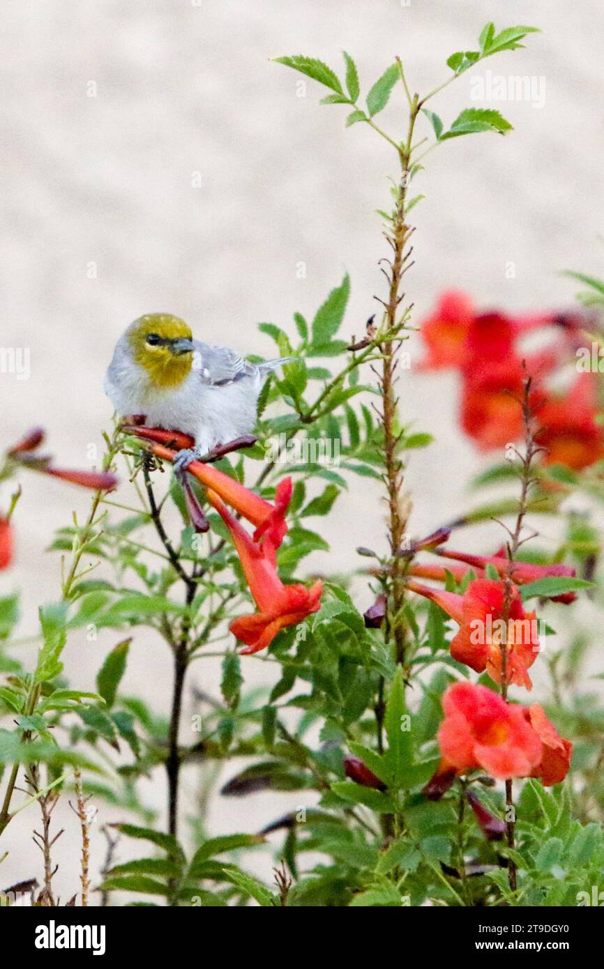 Bell shaped wings hi-res stock photography and images - Alamy