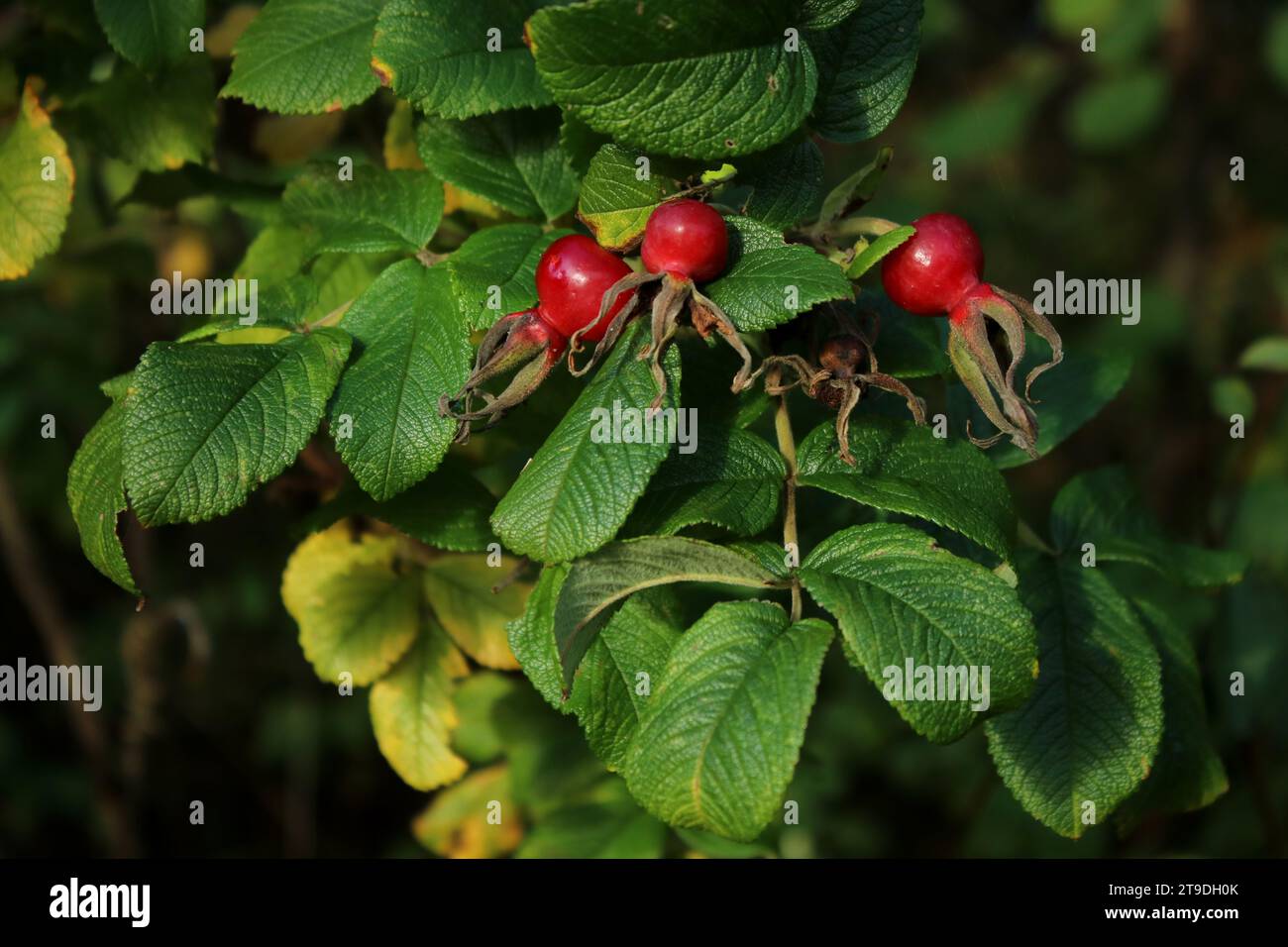Bush red green leaves hi-res stock photography and images - Alamy