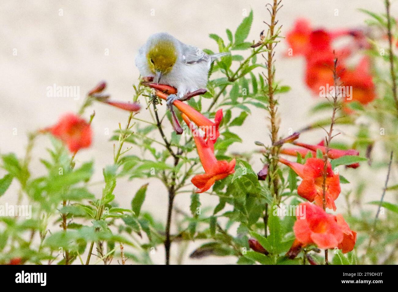 Bell shaped wings hi-res stock photography and images - Alamy