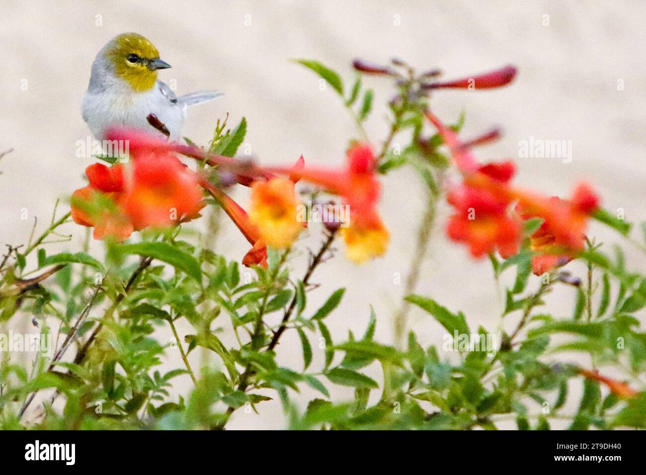 Tecoma bells of fire hi-res stock photography and images - Alamy
