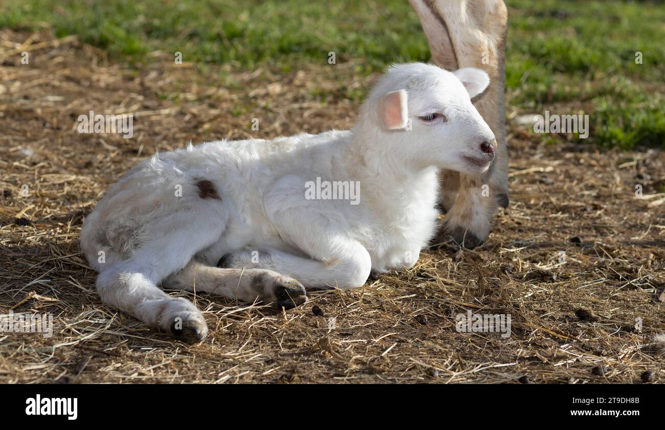 Young white Katahdin sheep lamb laying below its mother Stock Photo - Alamy
