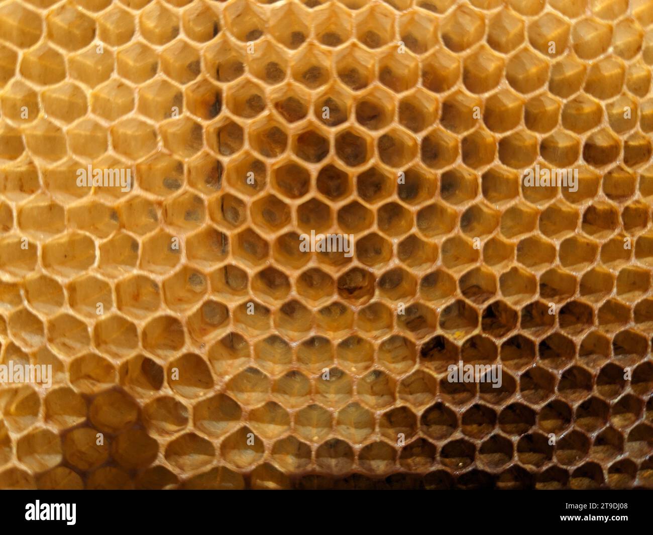 Hexagonal cell texture hi-res stock photography and images - Alamy