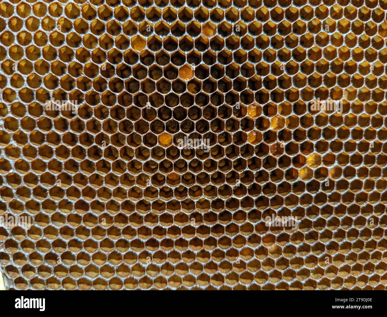 Honeycombs with natural healthy bees wax texture. Closeup of hexagonal ...