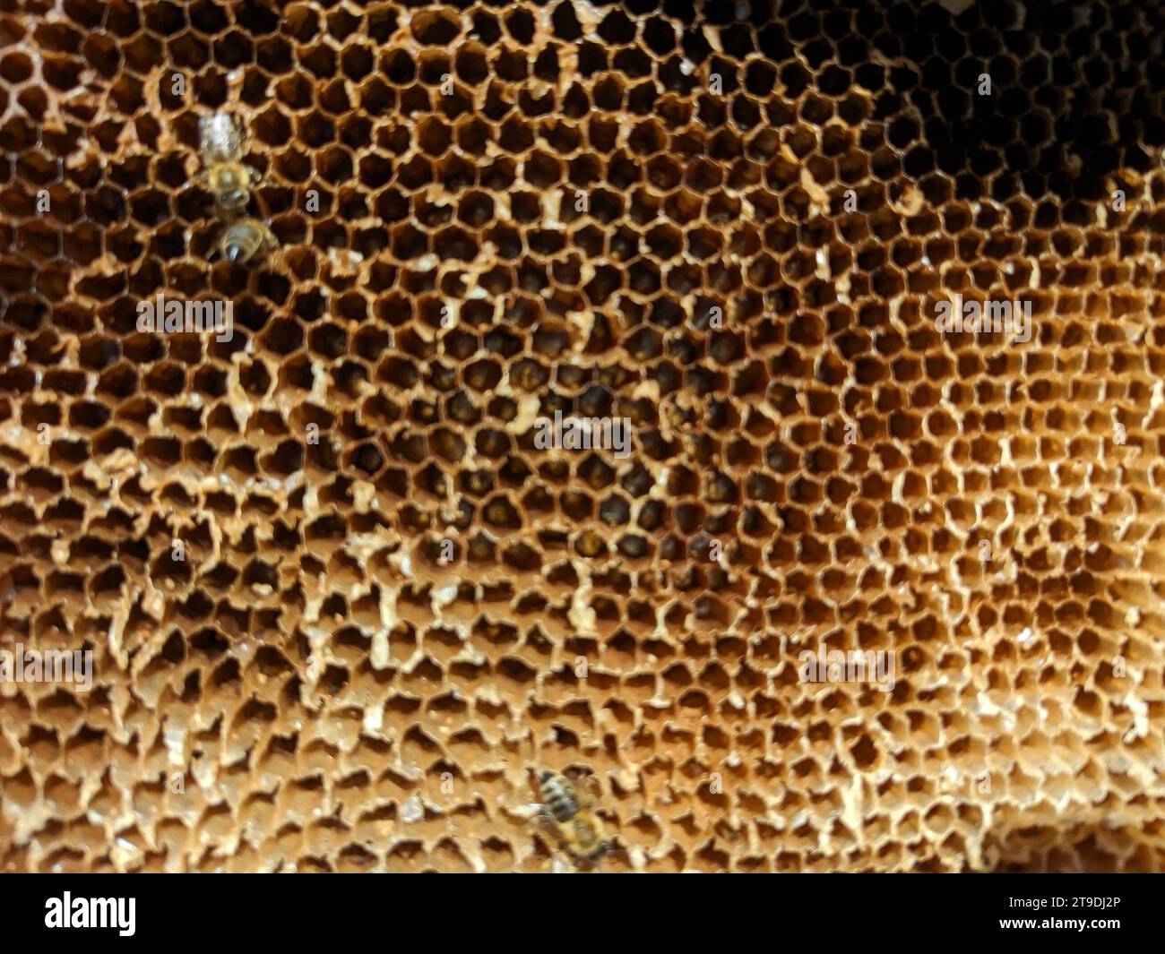 Honeycombs with natural healthy bees wax texture. Closeup of hexagonal ...