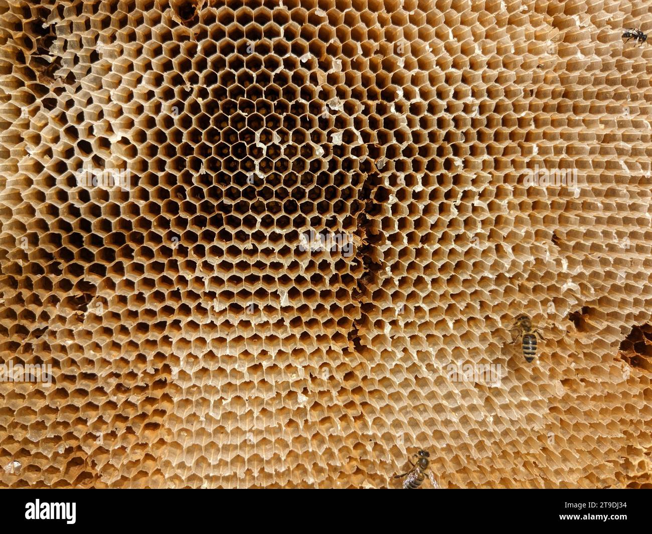 Honeycombs with natural healthy bees wax texture. Closeup of hexagonal ...