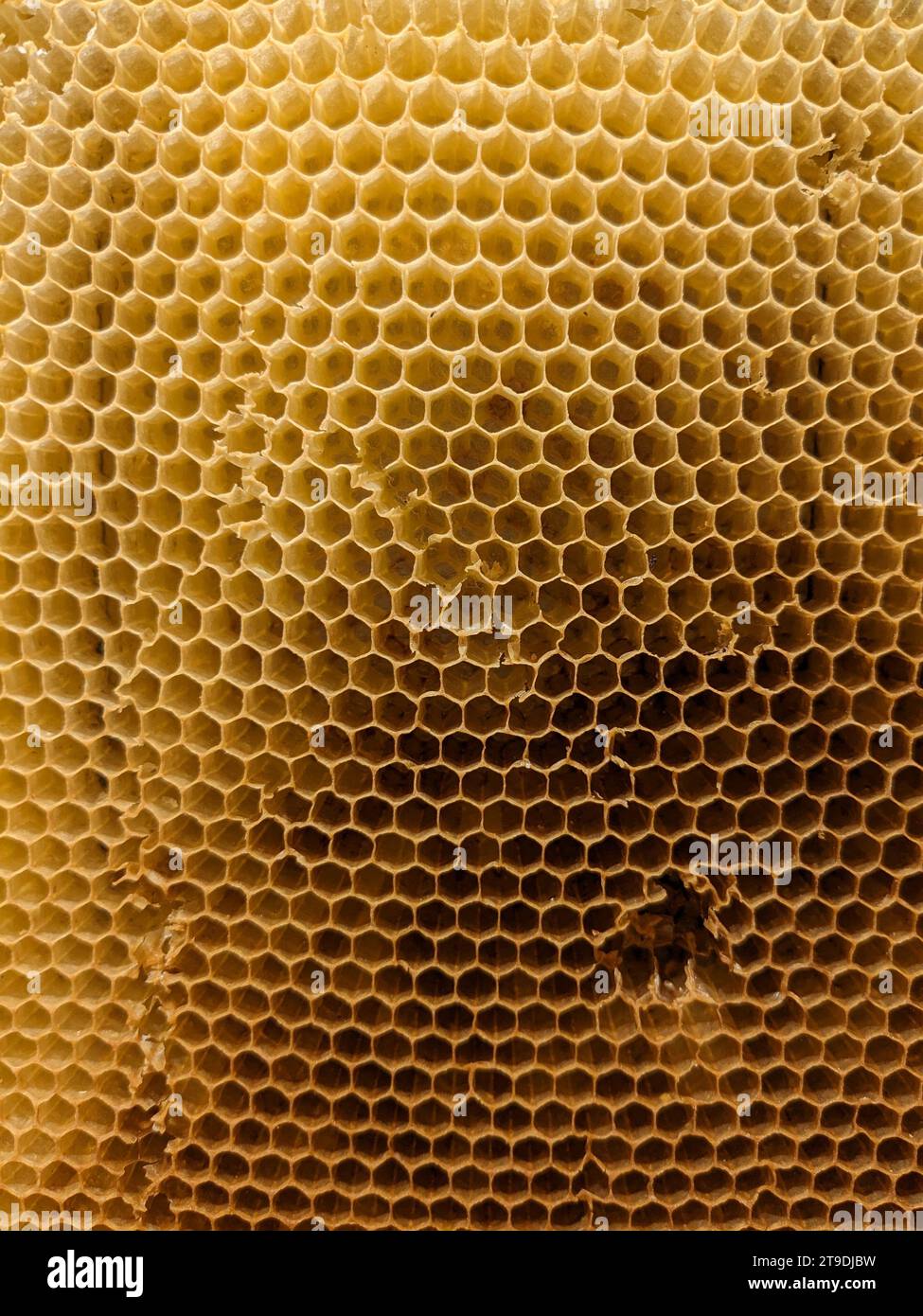 Honeycombs with natural healthy bees wax texture. Closeup of hexagonal ...