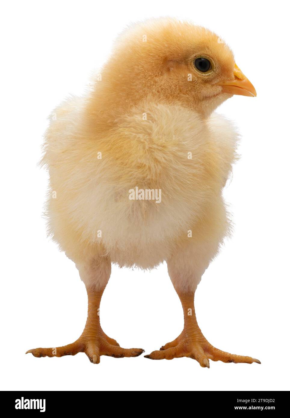 Bright yellow buff Orpington chick that is very young and looking ...