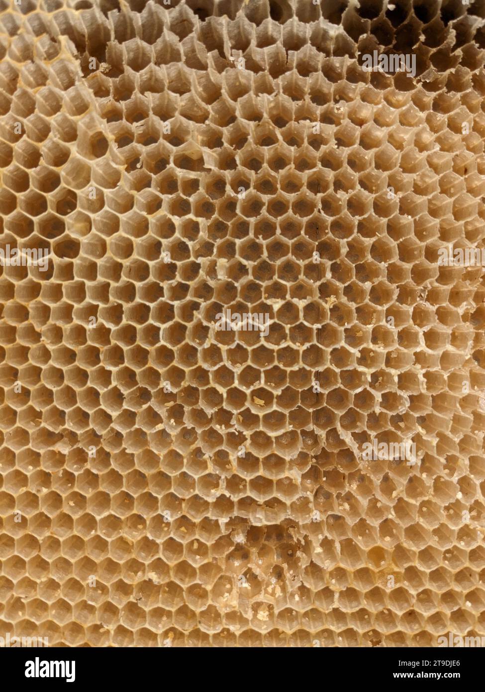 Honeycombs with natural healthy bees wax texture. Closeup of hexagonal ...