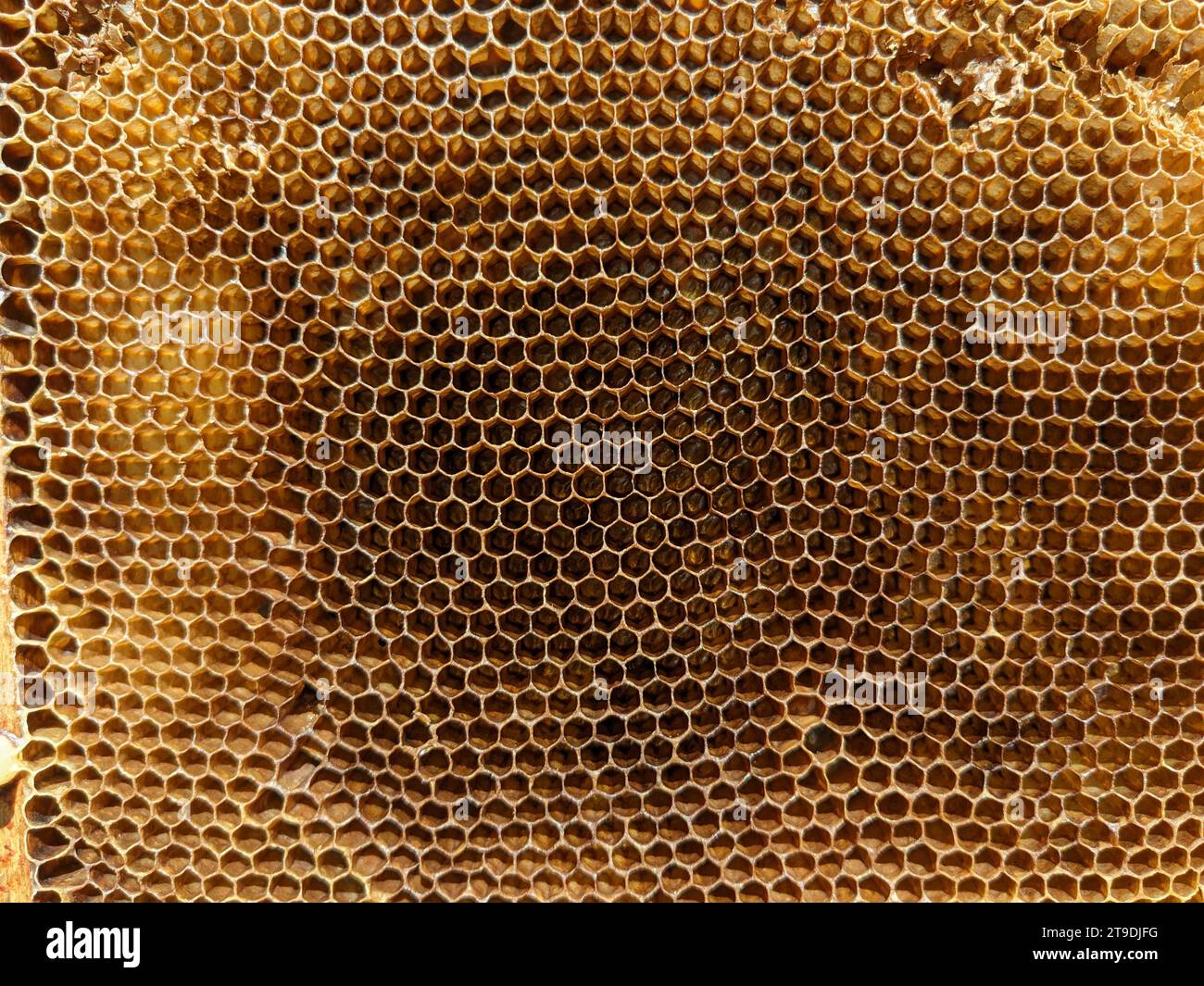 Honeycombs with natural healthy bees wax texture. Closeup of hexagonal ...