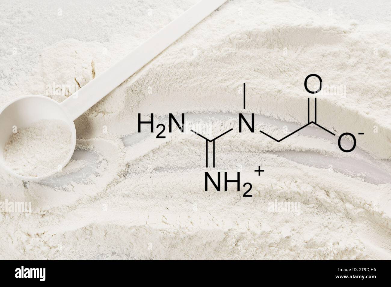 Closeup of scoop with creatine monohydrate supplement and chemical ...