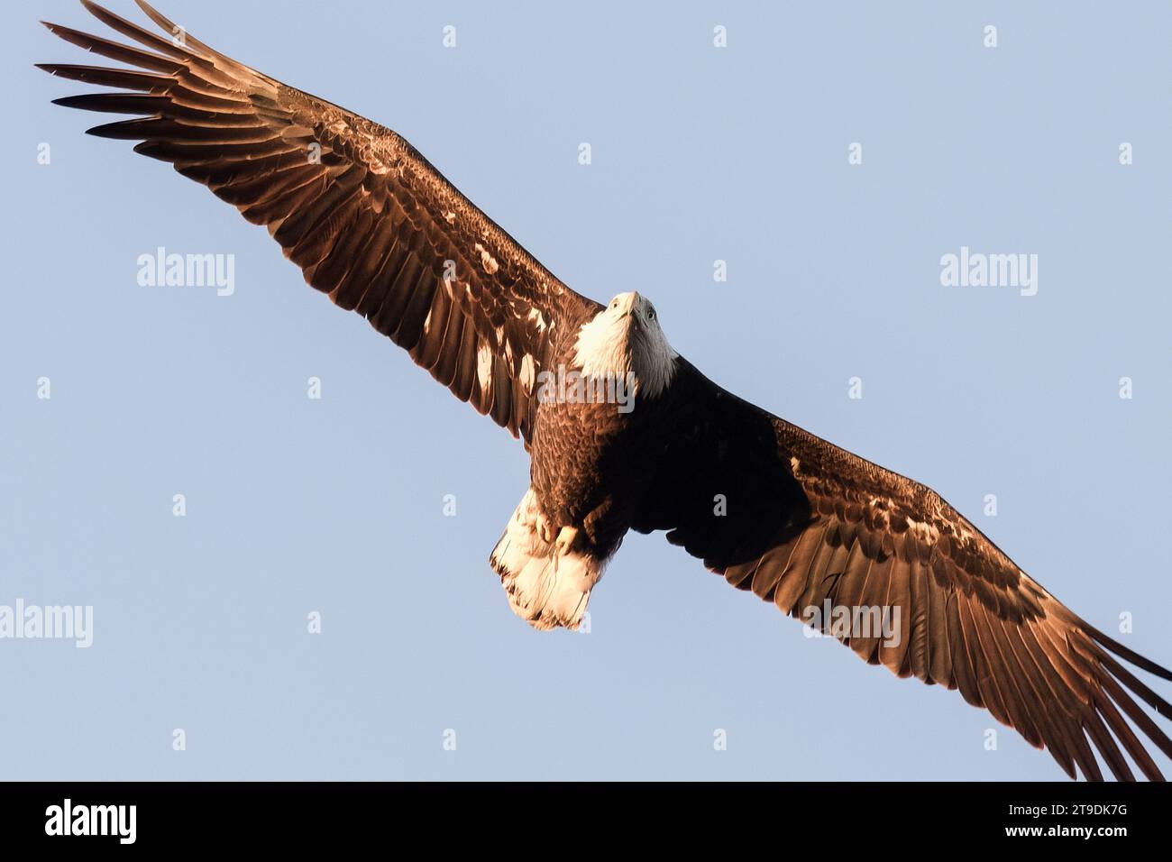 North American Bald Eagle Stock Photo - Alamy