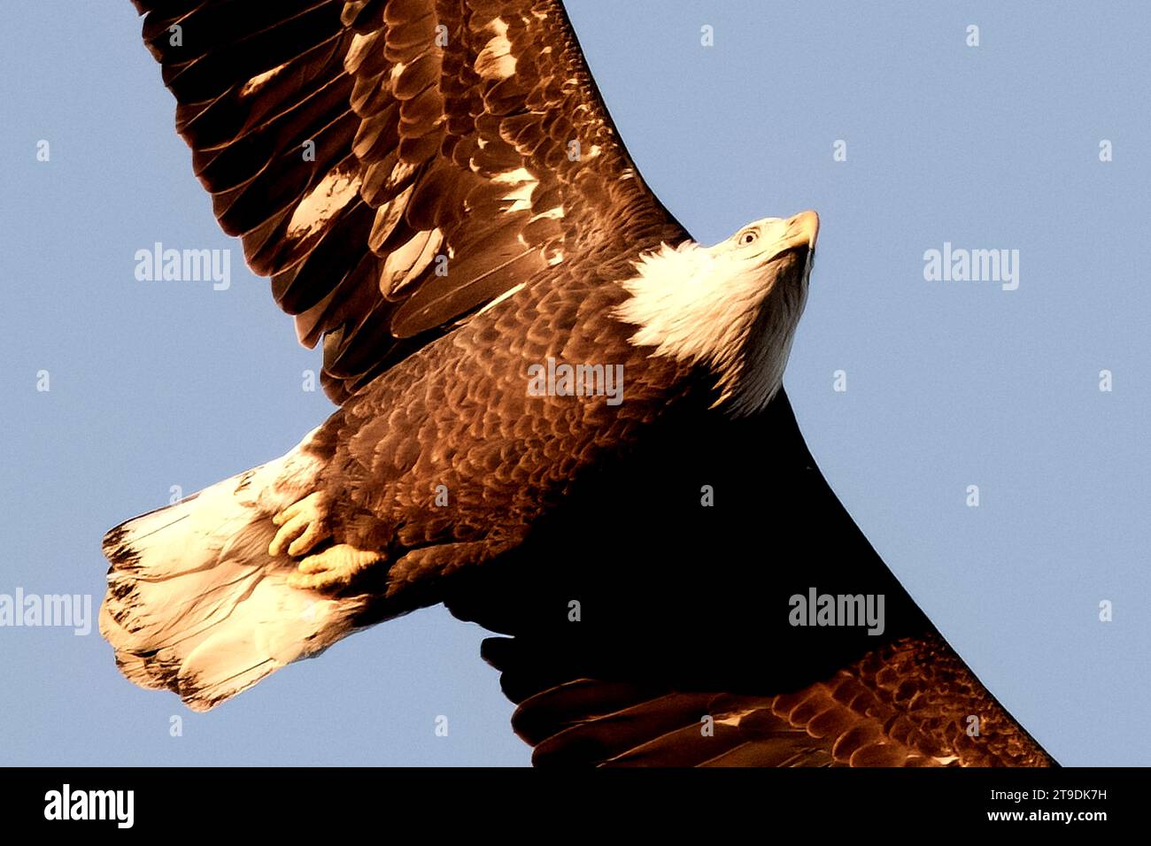 North American Bald Eagle Stock Photo - Alamy