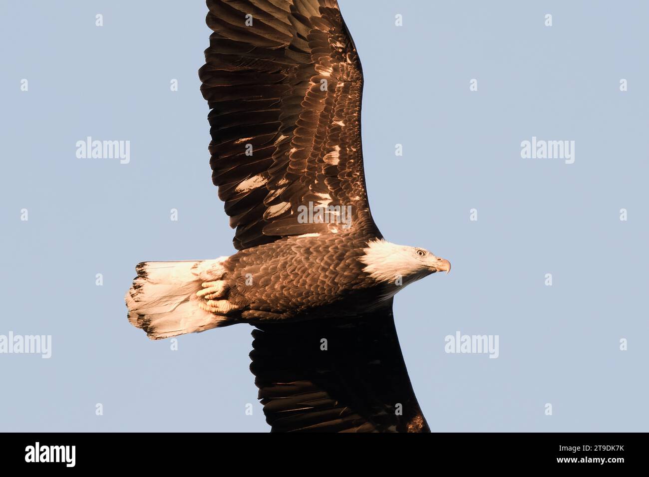 North American Bald Eagle Stock Photo - Alamy