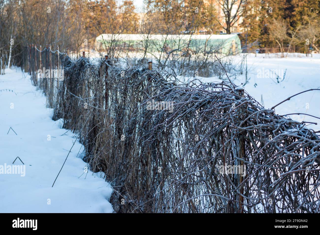 A fence overgrown with branches around a garden plot in winter ...