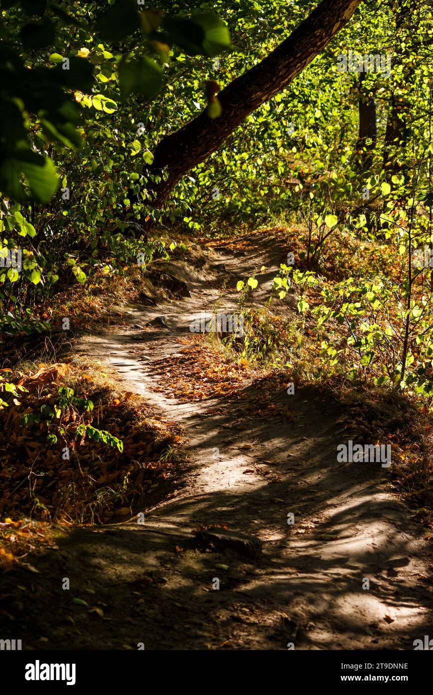 Colorful forest path in the sun. Winding path in the park Stock Photo ...