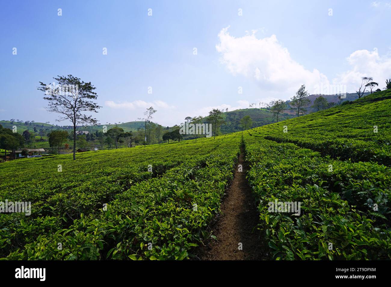 Cukul Sunrise Point at Tea Plantation, Pengalengan, Bandung, West Java ...