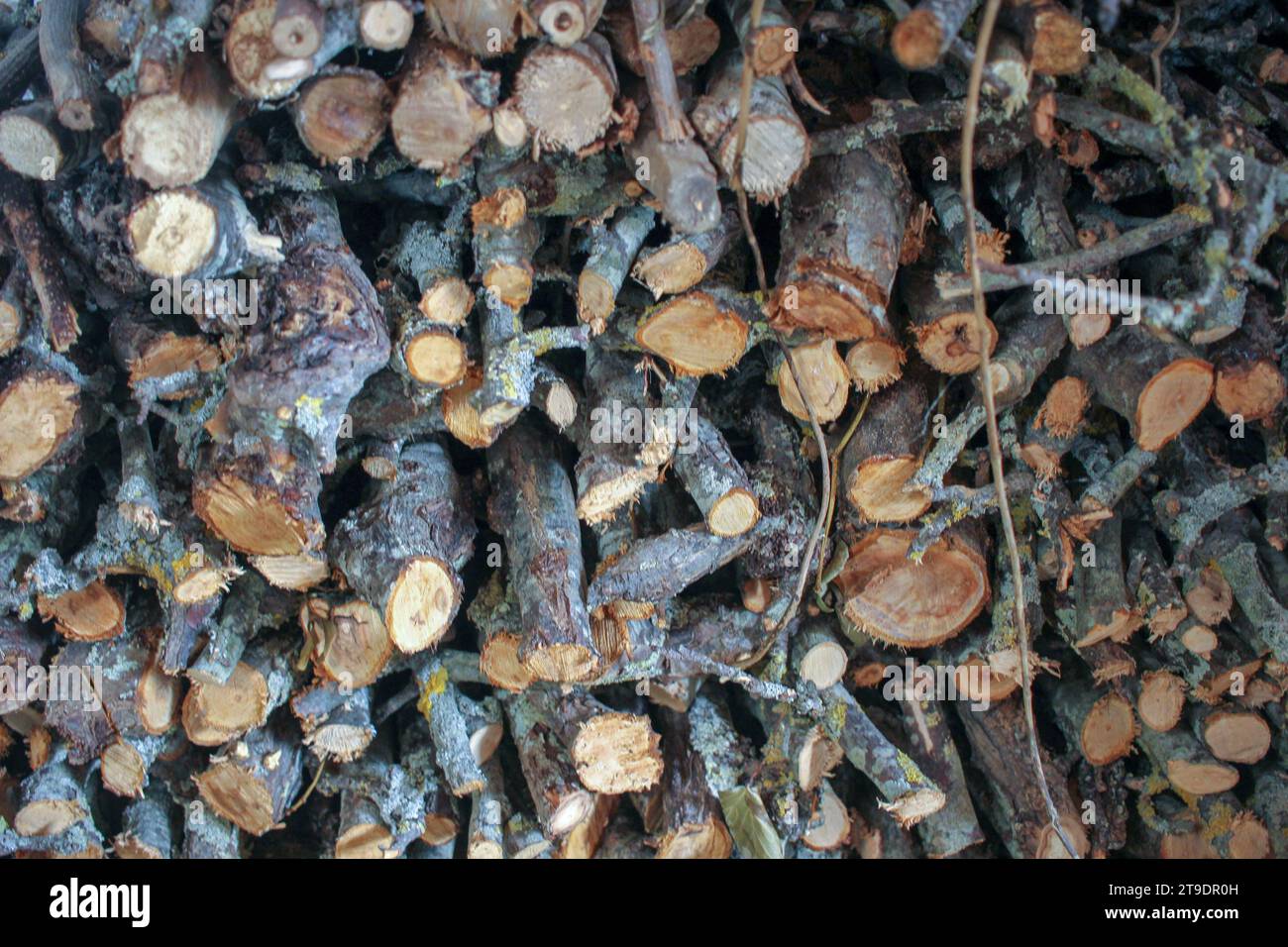 a pileof wood for a hard winter in Spain Stock Photo - Alamy