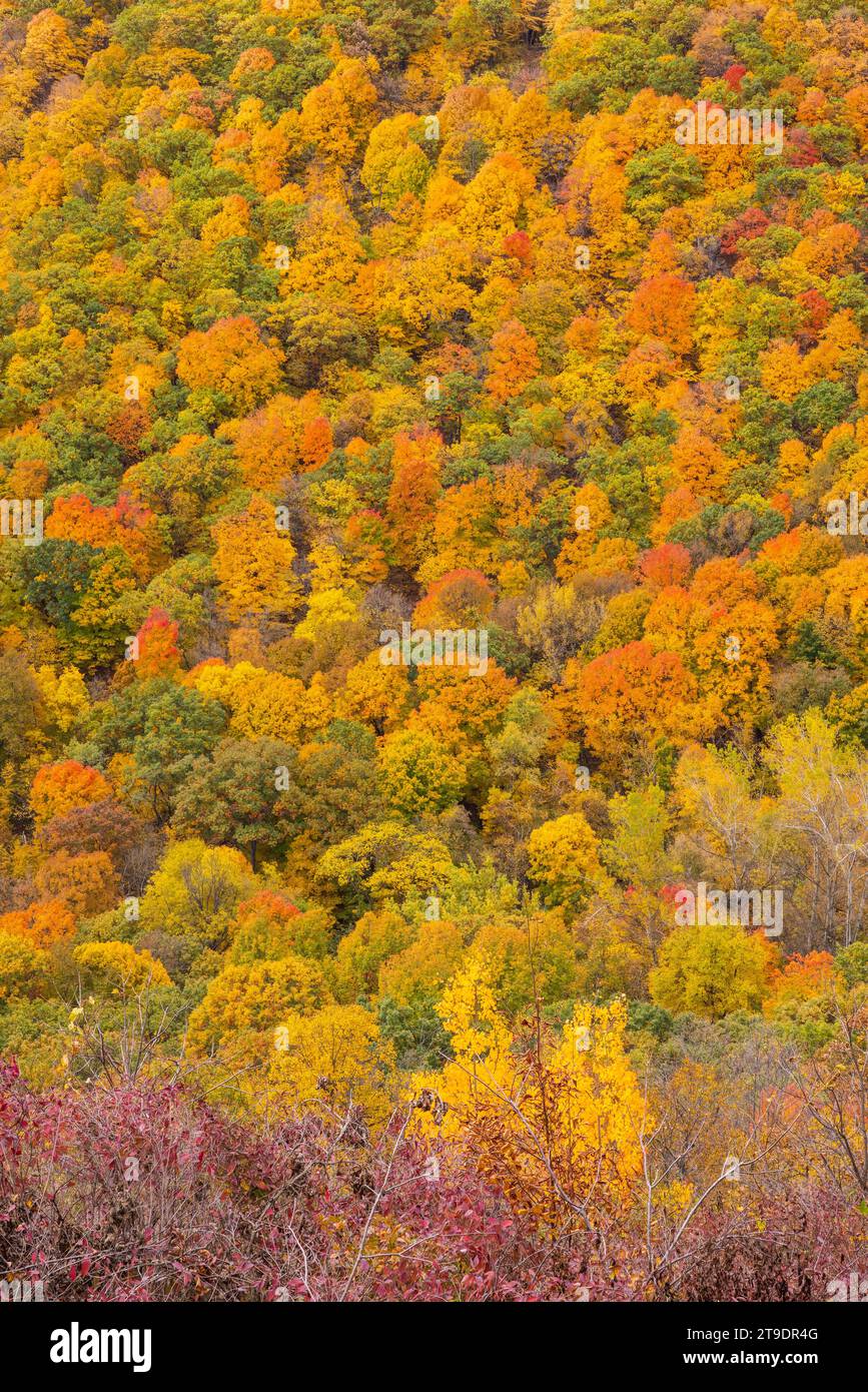 Fall color trees on a hillside as a background Stock Photo - Alamy