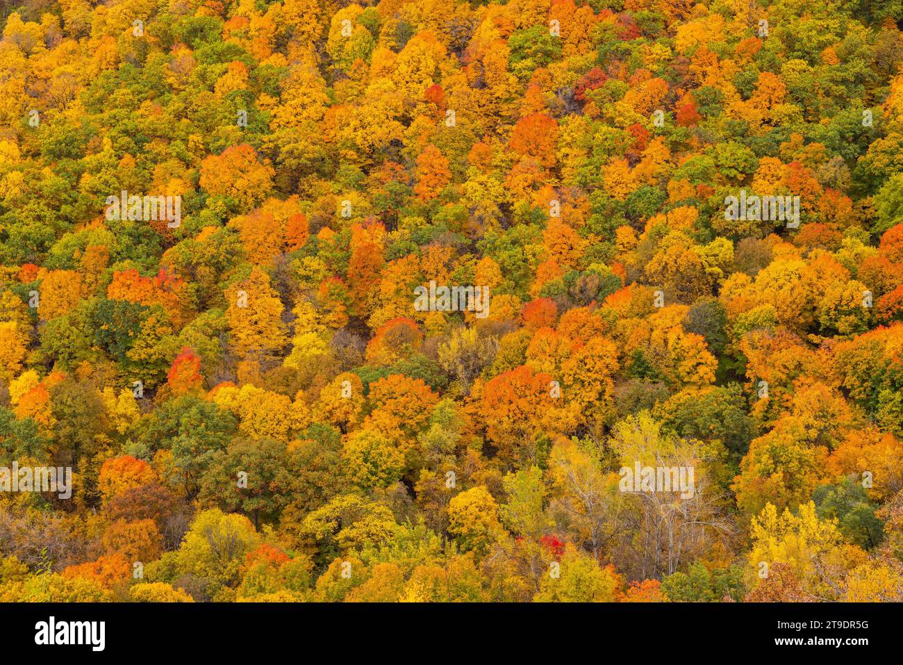 Fall color trees on a hillside as a background Stock Photo - Alamy