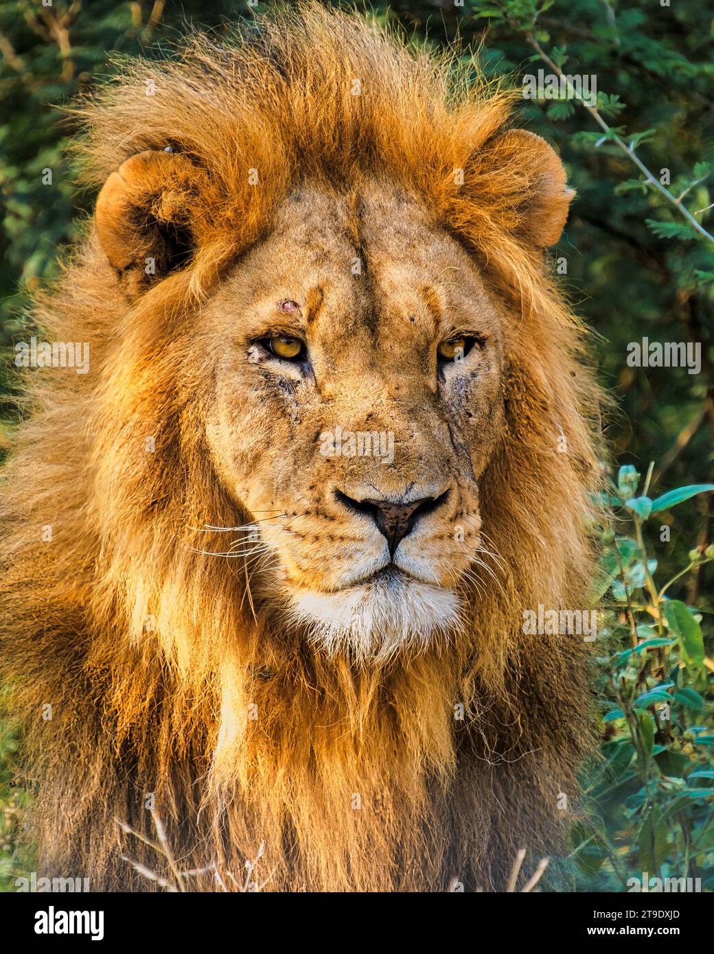 Close up of an African Lion during a safari game drive in Kruger ...