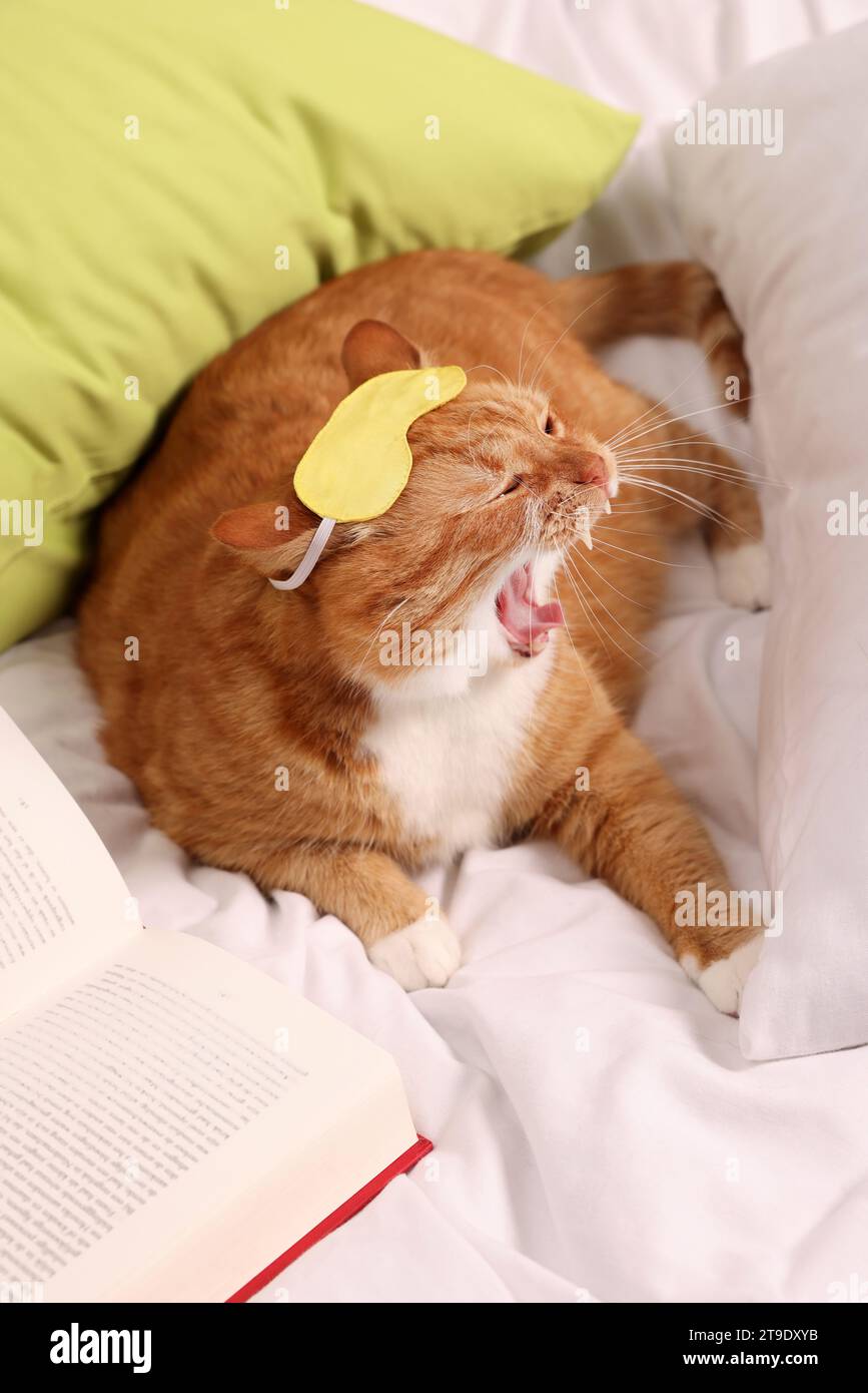Cute ginger cat with sleep mask and book yawning on bed Stock Photo - Alamy
