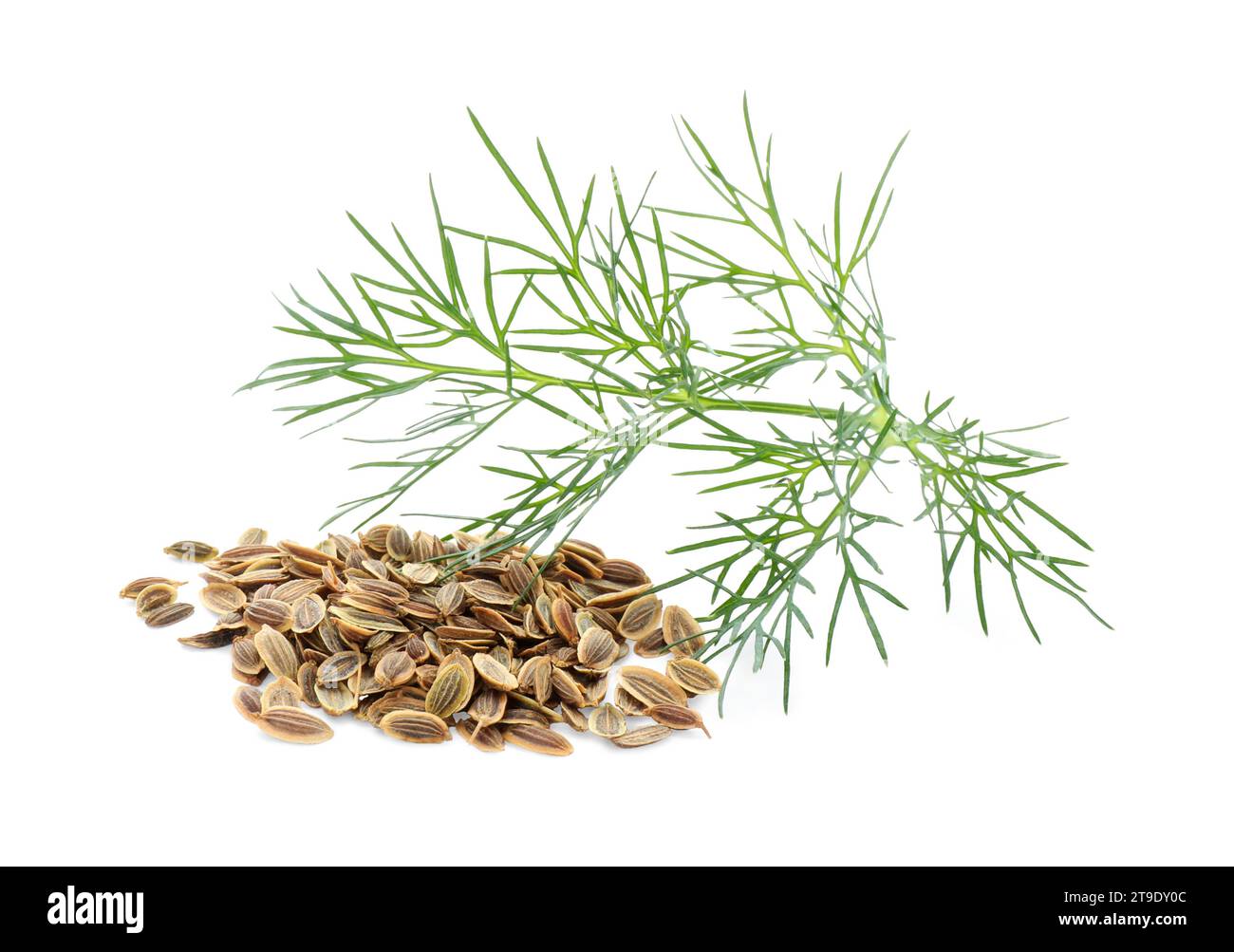 Pile of dry seeds and fresh dill isolated on white Stock Photo - Alamy
