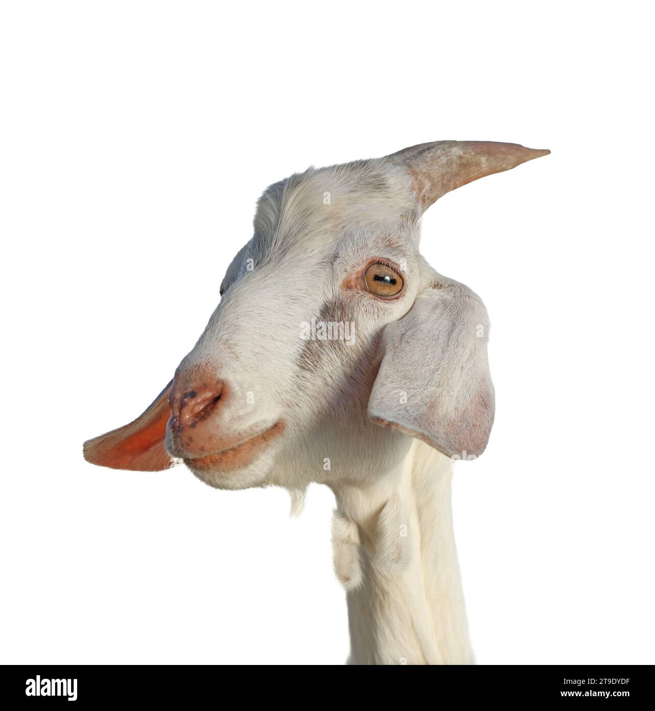 Goat and animal portrait Cut Out Stock Images & Pictures - Alamy