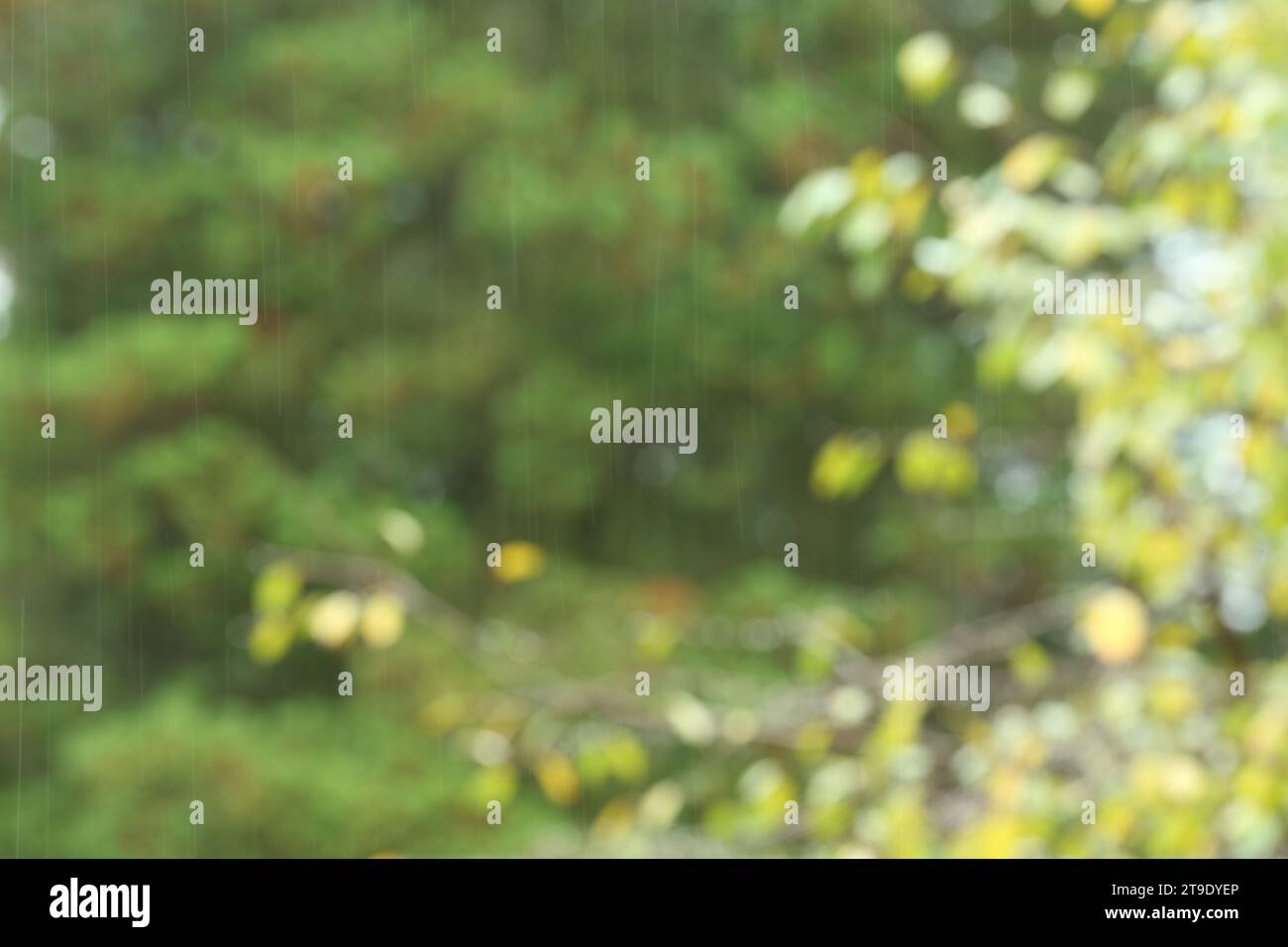 Blurred view of trees on rainy day Stock Photo - Alamy