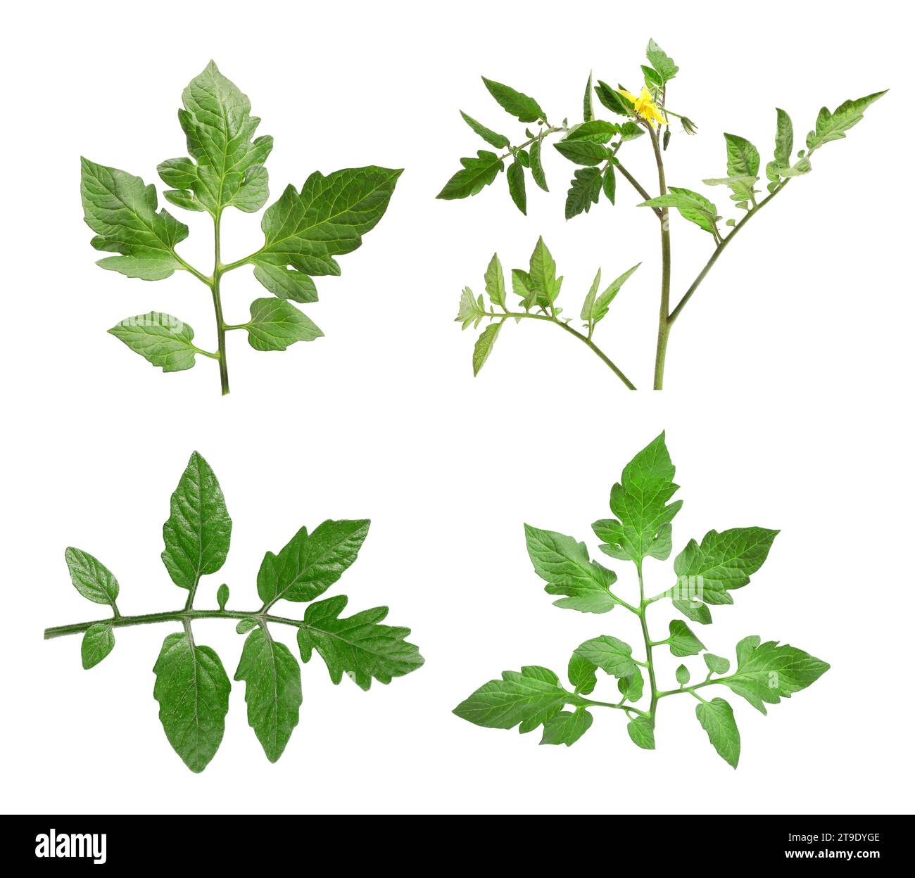 Tomato plant branches with green leaves isolated on white, set Stock ...