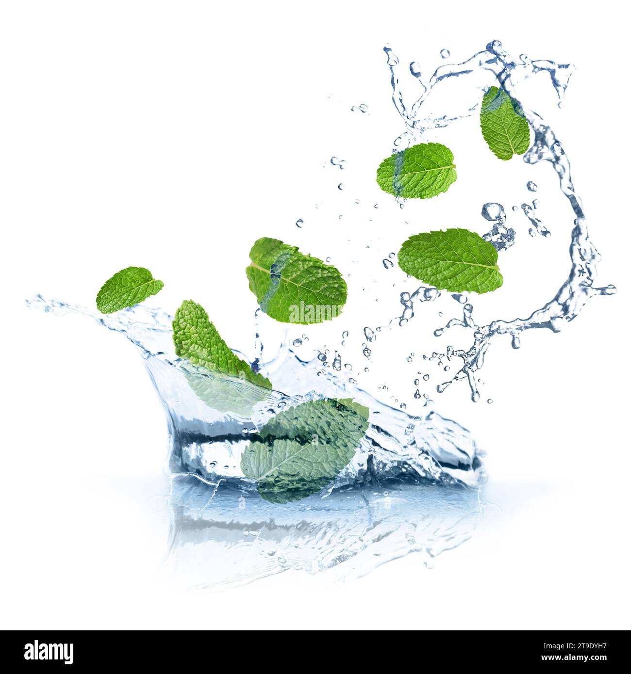 Mint leaves falling into water on white background Stock Photo - Alamy
