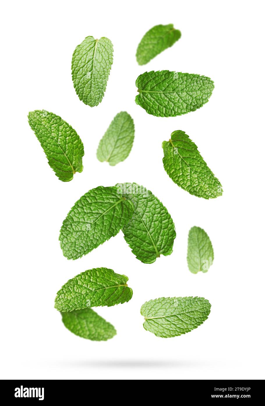 Fresh mint leaves falling on white background Stock Photo - Alamy