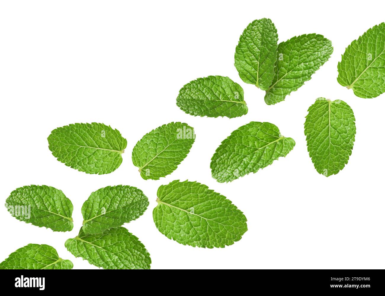 Fresh mint leaves flying on white background Stock Photo - Alamy