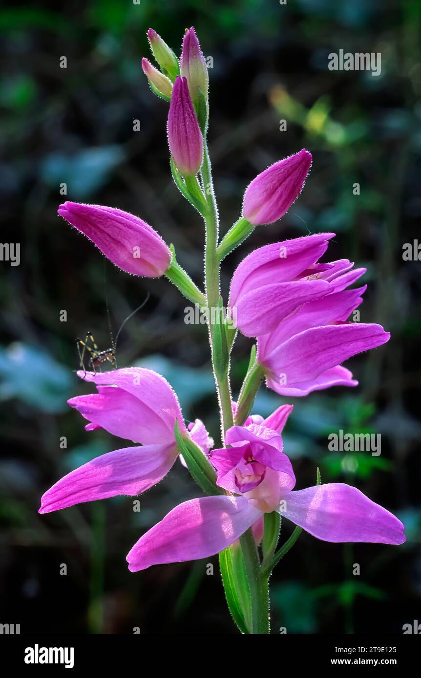 Red helleborine (Cephalanthera rubra), Orchidaceae. Wild european ...