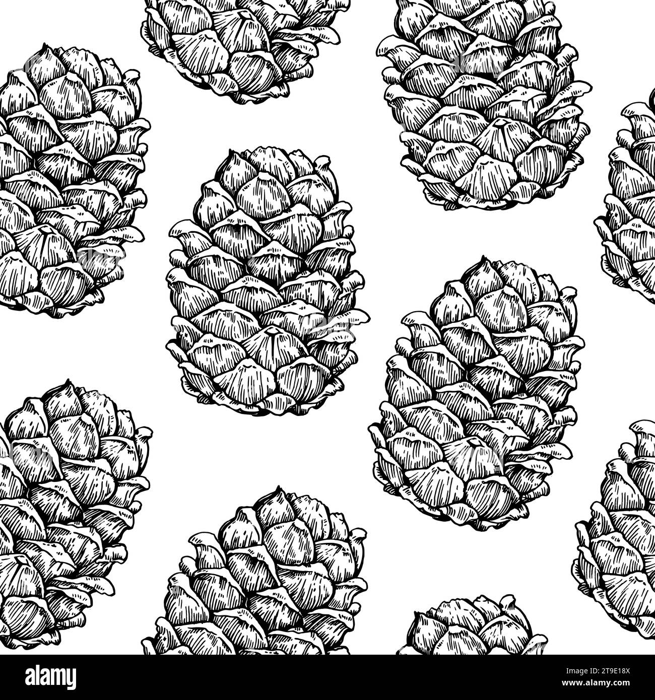 Seamless pattern with cedar pine cone drawing in enagraving style. Hand drawn vector ...