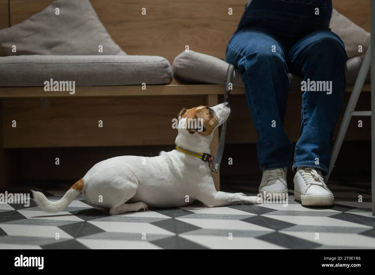 Jack Russell sits on the floor in a cafe and waits for the owner in a ...