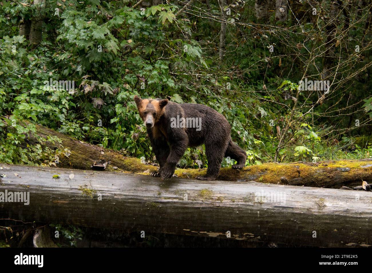 Grizzly Bear at the banks of Orford River near Bute Inlet in the ...