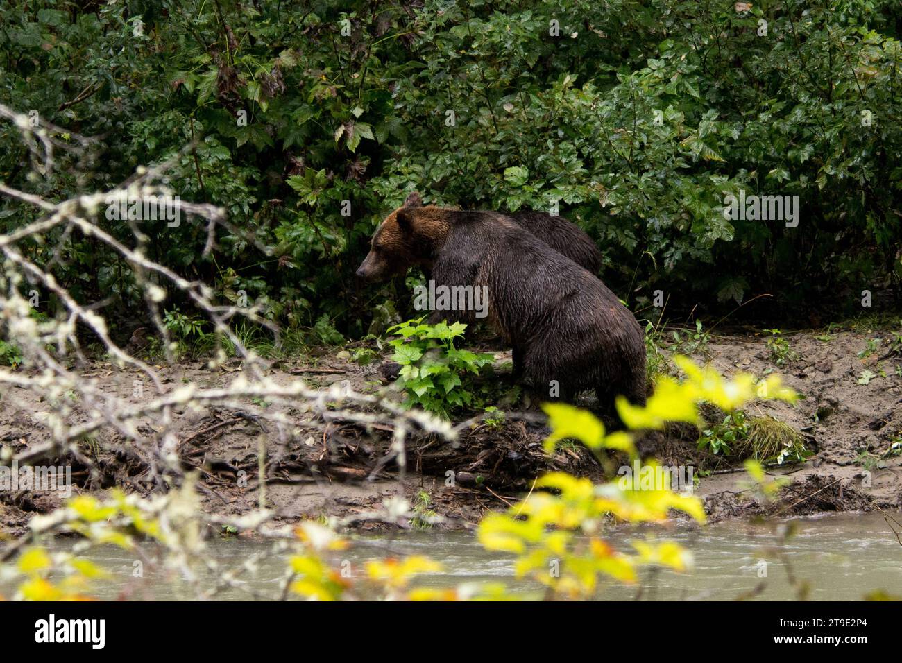 Grizzly Bear at the banks of Orford River near Bute Inlet in the ...