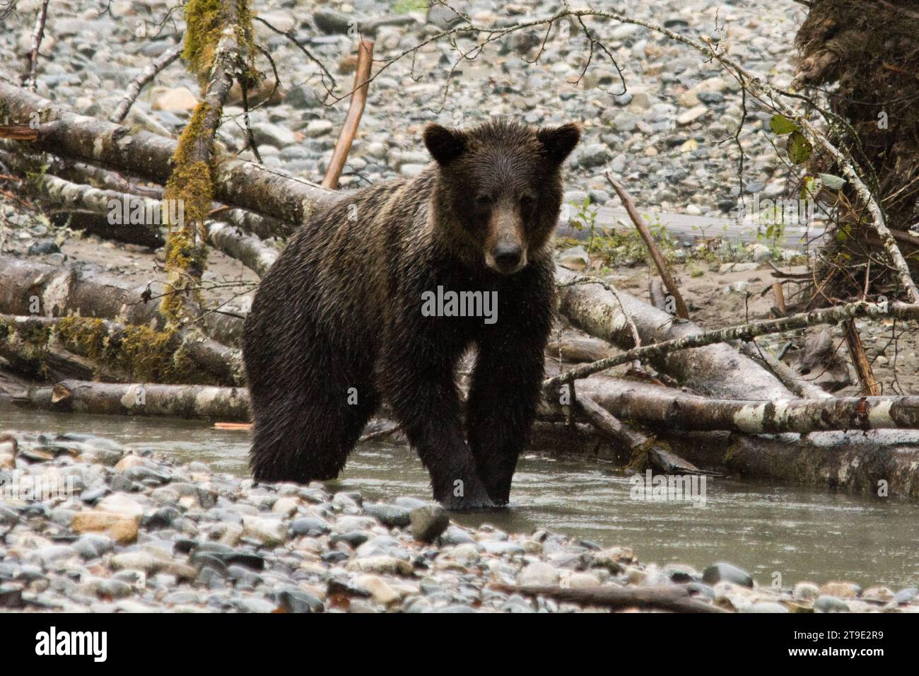Grizzlybar hi-res stock photography and images - Alamy