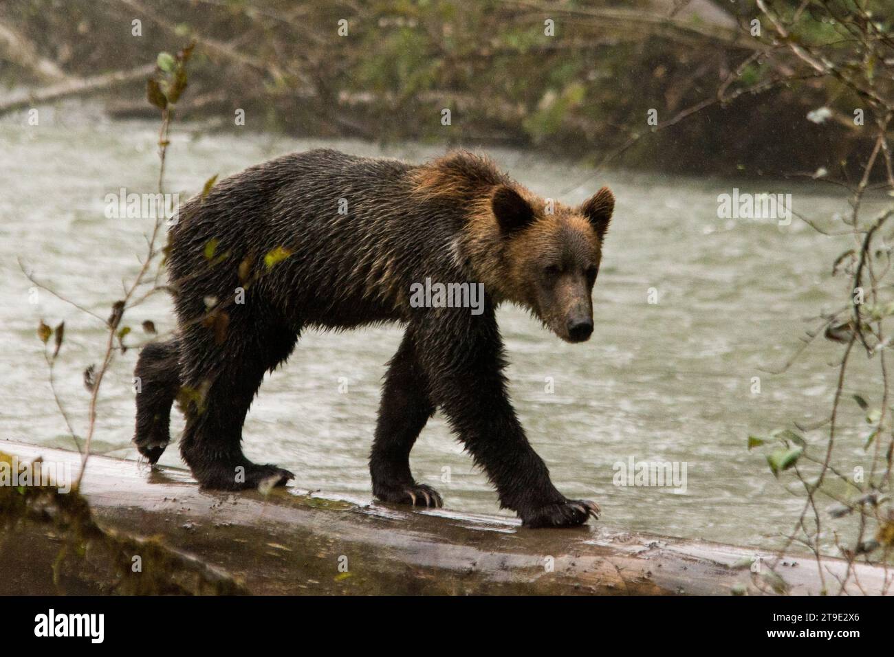 Grizzly Bear at the banks of Orford River near Bute Inlet in the ...