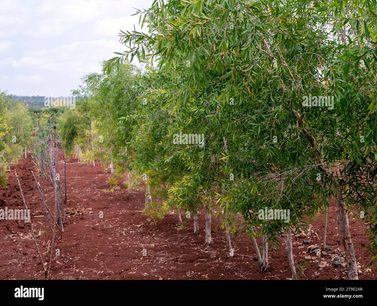Cajuput trees (Melaleuca cajuputi) on the dry land, in Gunung Kidul ...