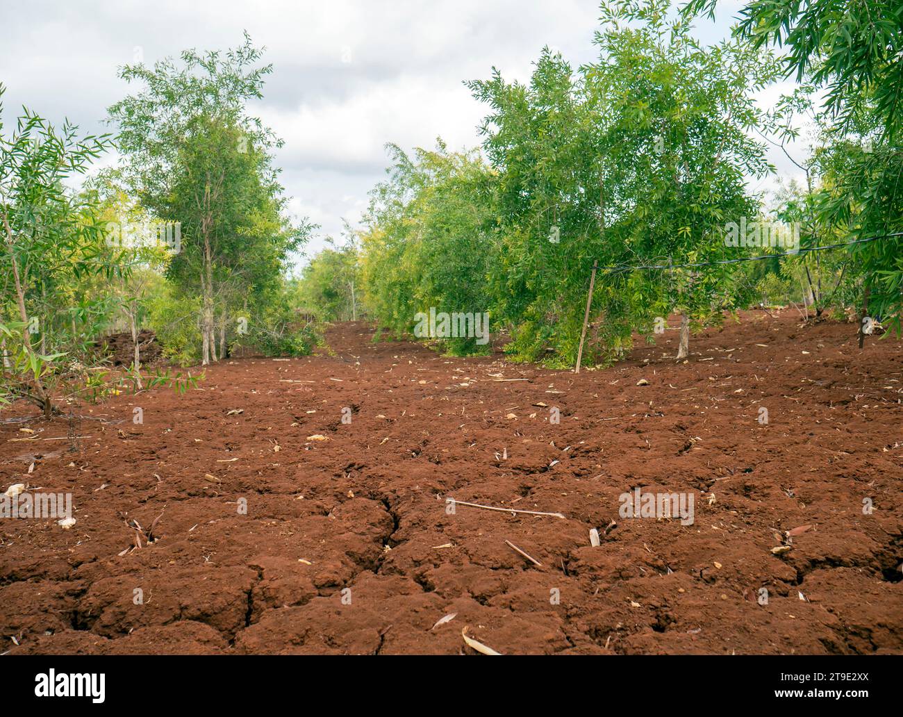 Cajuput trees (Melaleuca cajuputi) on the dry land, in Gunung Kidul ...