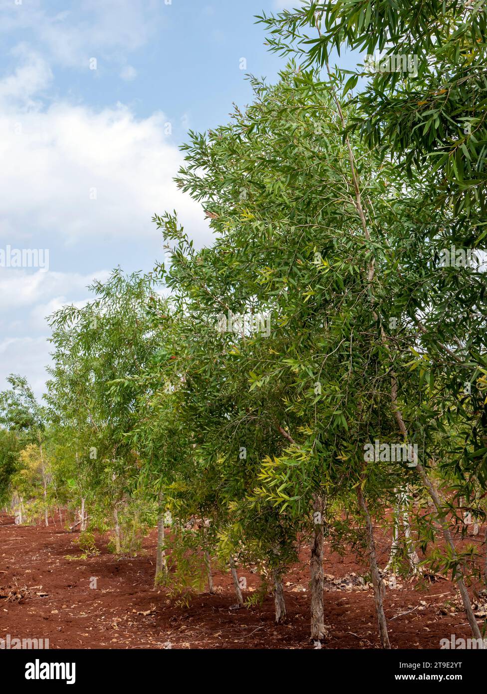 Cajuput trees (Melaleuca cajuputi) on the dry land, in Gunung Kidul ...