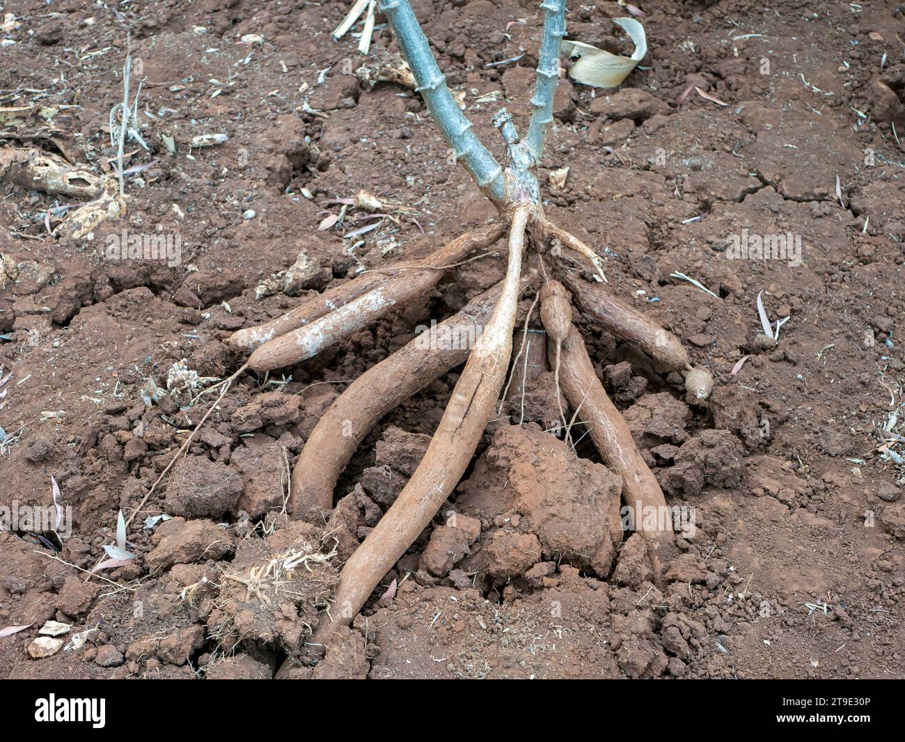 Cassava tree (Manihot esculenta) roots on dry soil, in Yogyakarta ...